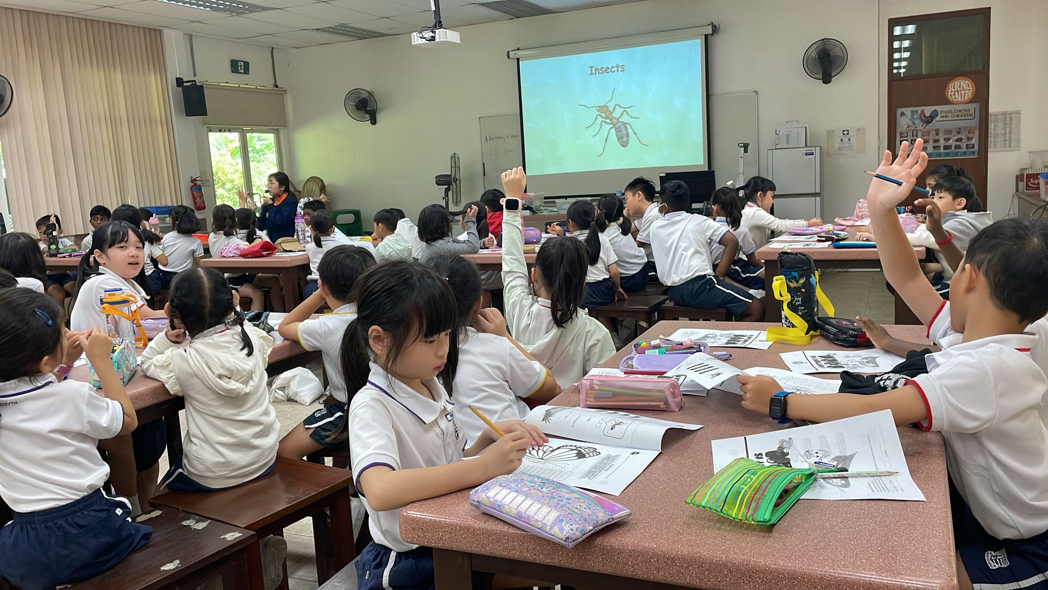 Primary 2